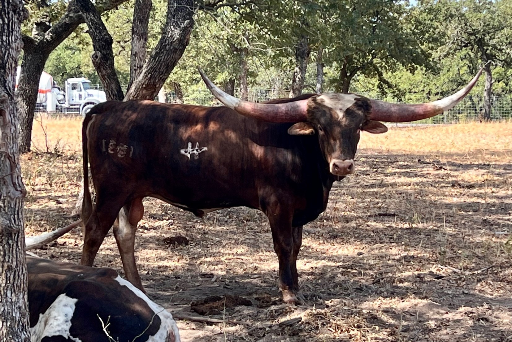 Crown Creek Cattle Raises Longhorn Cattle in North Texas